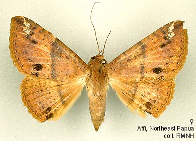 Papua Insects Foundation (Lepidoptera/Erebidae (Erebinae, Hulodini ...